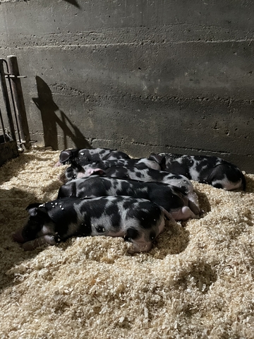 Spot Feeder pigs - Nex-Tech Classifieds