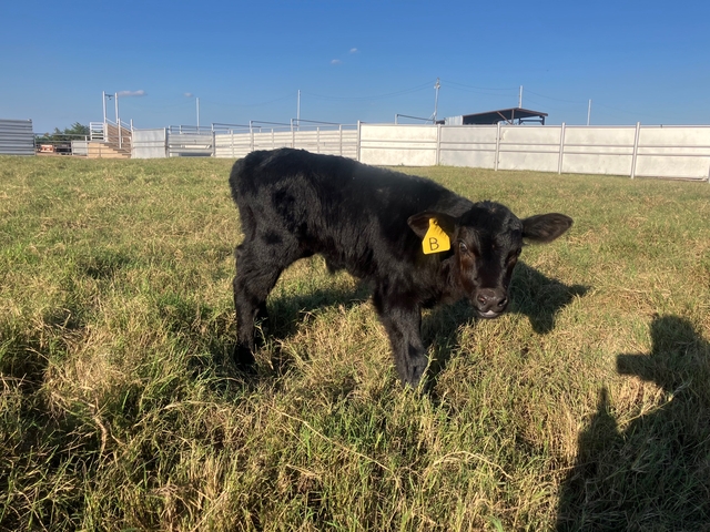 Bucket Calves for Sale - Nex-Tech Classifieds