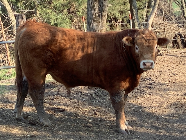 Bull For Sale Nex Tech Classifieds