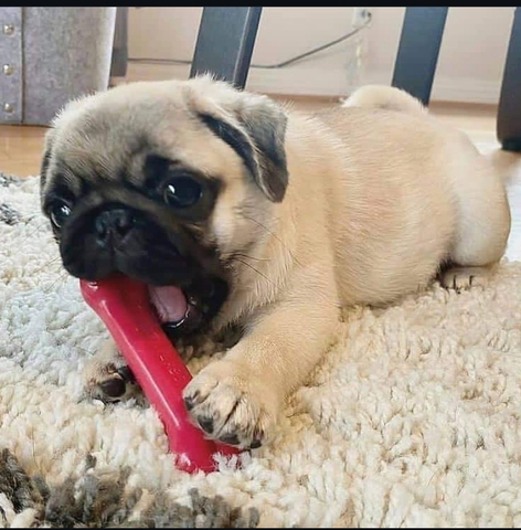 Registered pug Puppies ready to meet for ever home now! - Nex-Tech ...