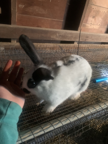 Mine Rex Rabbits - Nex-Tech Classifieds