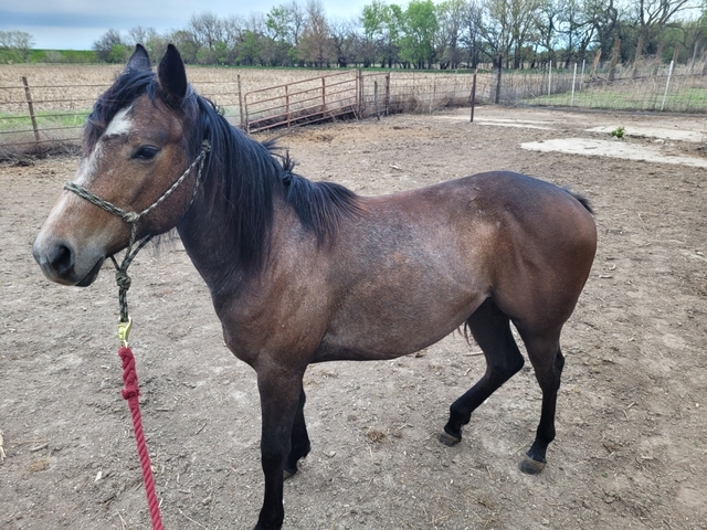 2 year old filly - Nex-Tech Classifieds