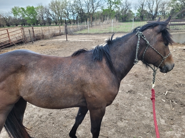 2 year old filly - Nex-Tech Classifieds
