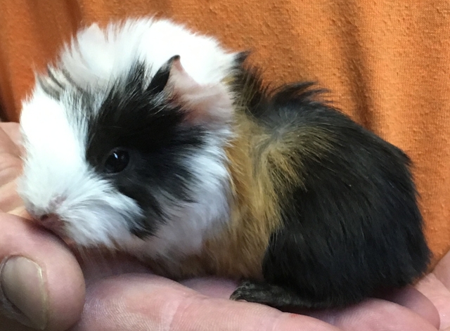 Abyssinian Guinea Pig Babies Healthy & socialized - Nex-Tech Classifieds