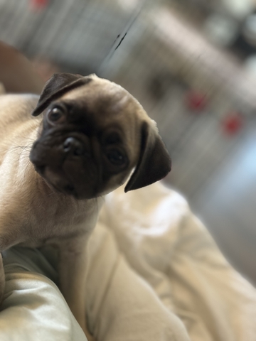 Pug puppy looking for furever home - Nex-Tech Classifieds