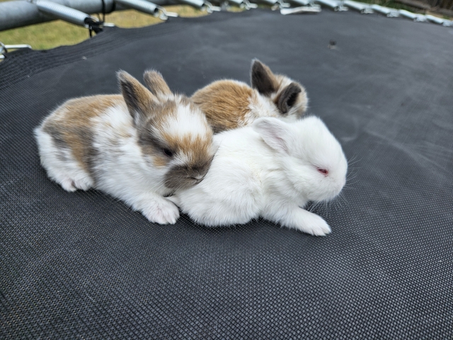 Holland lop bunnies - Nex-Tech Classifieds