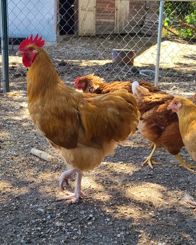 Buff Orpington Rooster - Nex-Tech Classifieds