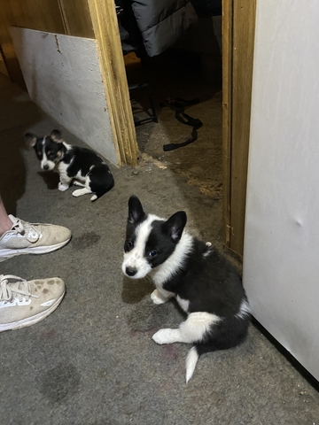 Corgi/Heelers - Nex-Tech Classifieds