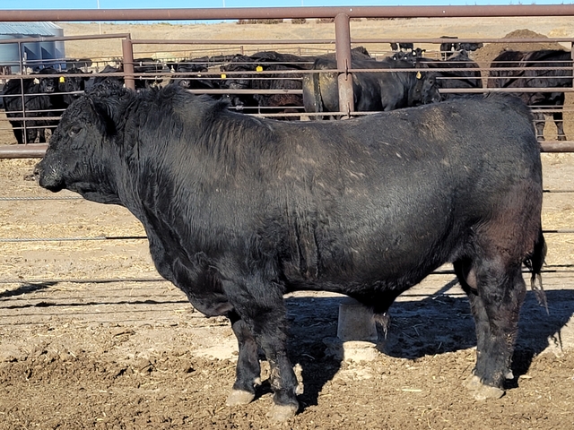 2 Yr Old Gelbvieh and Balancer Bulls For Sale - Nex-Tech Classifieds