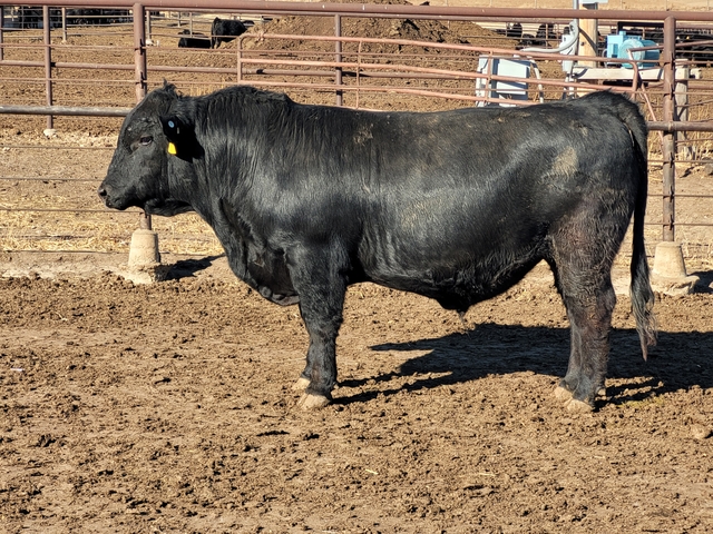 2 Yr Old Gelbvieh and Balancer Bulls For Sale - Nex-Tech Classifieds