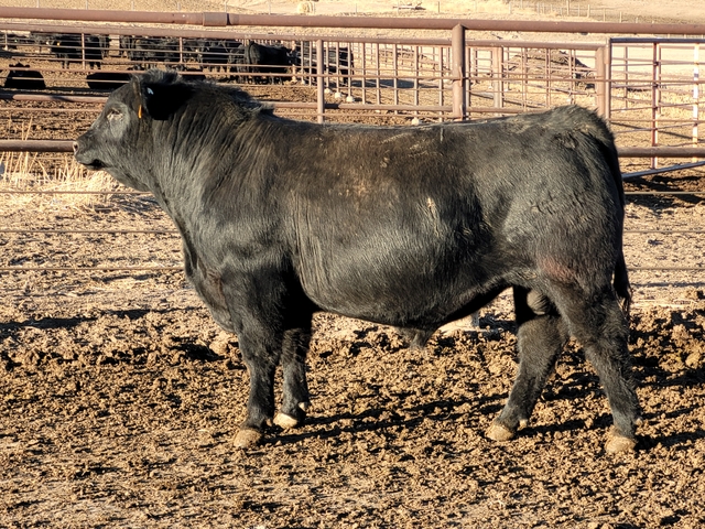 2 Yr Old Gelbvieh and Balancer Bulls For Sale - Nex-Tech Classifieds