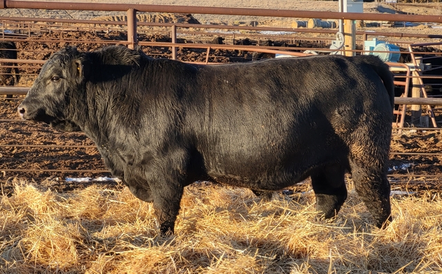 2 Yr Old Gelbvieh and Balancer Bulls For Sale - Nex-Tech Classifieds