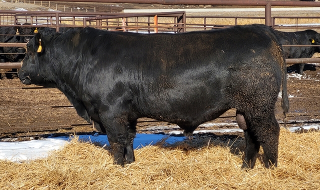 2 Yr Old Gelbvieh and Balancer Bulls For Sale - Nex-Tech Classifieds