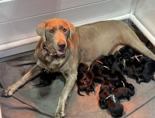 *UPDATE* AKC BLACK LAB PUPPIES - Nex-Tech Classifieds