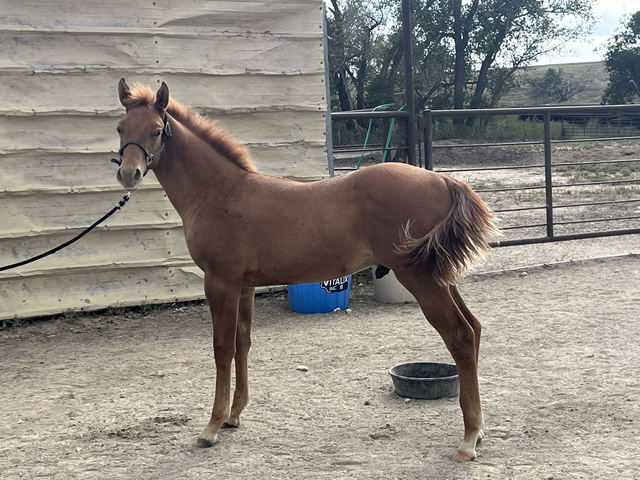 Registered Red Dun AQHA colt - Nex-Tech Classifieds