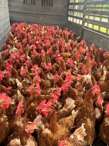 Hyline Laying Hens - Nex-Tech Classifieds