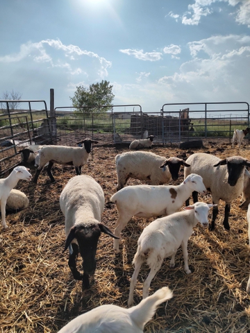 Bred ewes - Nex-Tech Classifieds