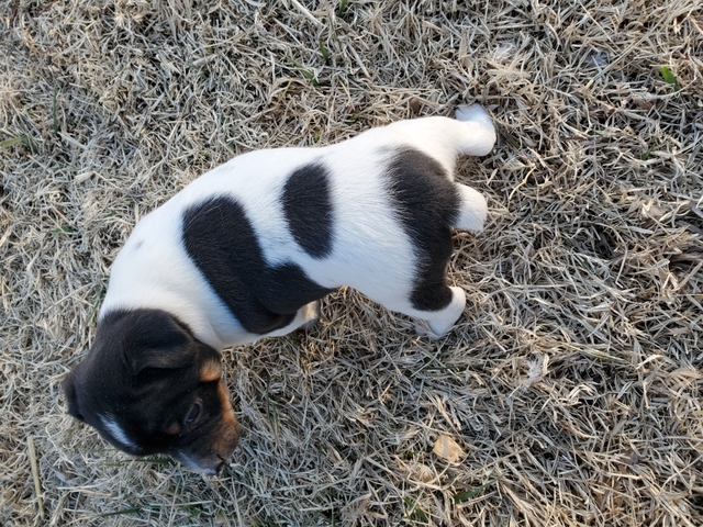 Tri-color Rat Terrier Puppies - Nex-Tech Classifieds