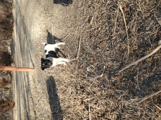 Tri-color Rat Terrier Puppies - Nex-Tech Classifieds