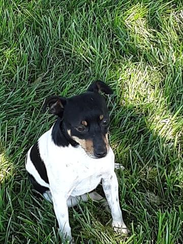 Tri-color Rat Terrier Puppies - Nex-Tech Classifieds