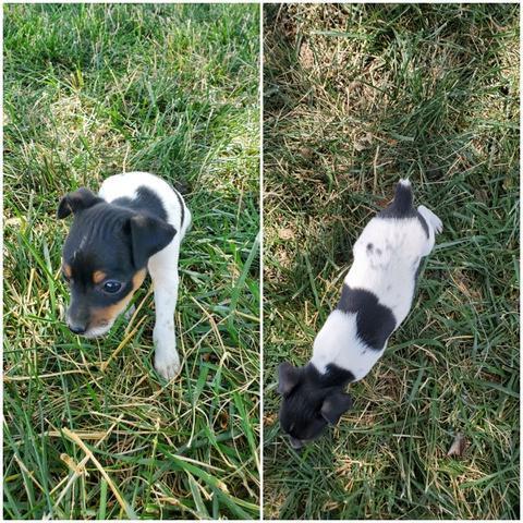 Tri-color Rat Terrier Puppies - Nex-Tech Classifieds