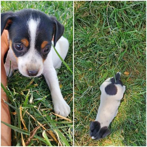 Tri-color Rat Terrier Puppies - Nex-Tech Classifieds