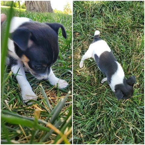 Tri-color Rat Terrier Puppies - Nex-Tech Classifieds