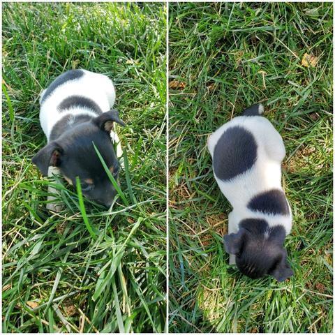 Tri-color Rat Terrier Puppies - Nex-Tech Classifieds