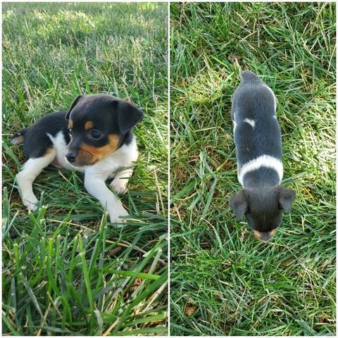 Tri-color Rat Terrier Puppies - Nex-Tech Classifieds