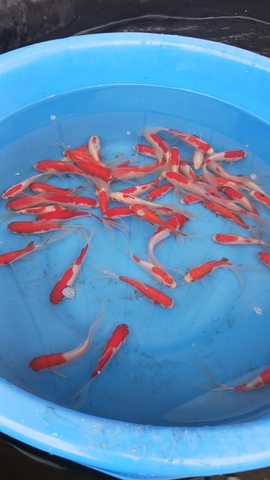 Koi and goldfish - Nex-Tech Classifieds