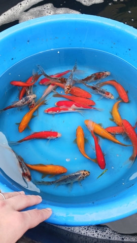 Koi and goldfish - Nex-Tech Classifieds
