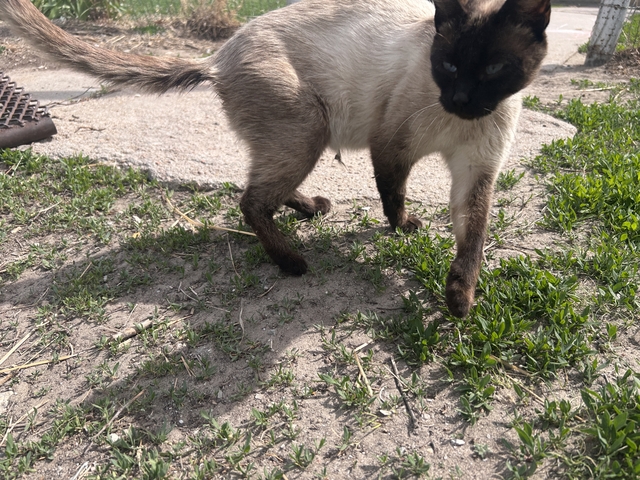 Siamese Female - Nex-Tech Classifieds