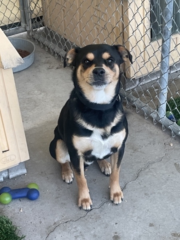 Bear needs a home. - Nex-Tech Classifieds