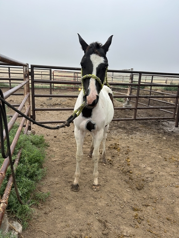 PROFITS APACHE - Nex-Tech Classifieds