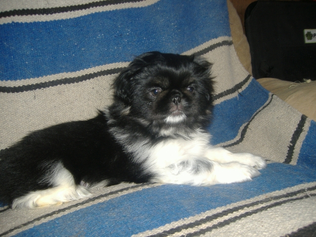 Pekingese Apr registery - Nex-Tech Classifieds