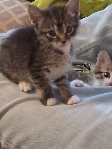 Free female kittens - Nex-Tech Classifieds