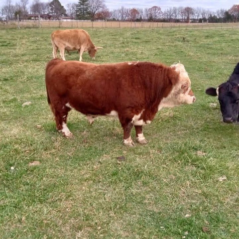 1st year Heifers. - Nex-Tech Classifieds