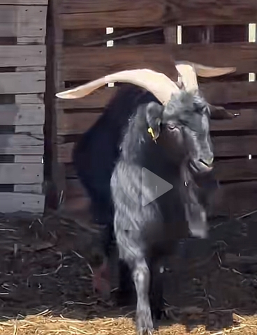 ISO goats - Nex-Tech Classifieds