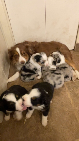 ASDR Registered Mini Aussies - Nex-Tech Classifieds