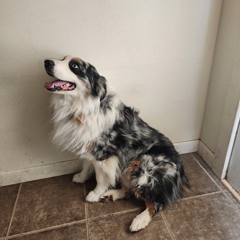 ASDR Registered Mini Aussies - Nex-Tech Classifieds