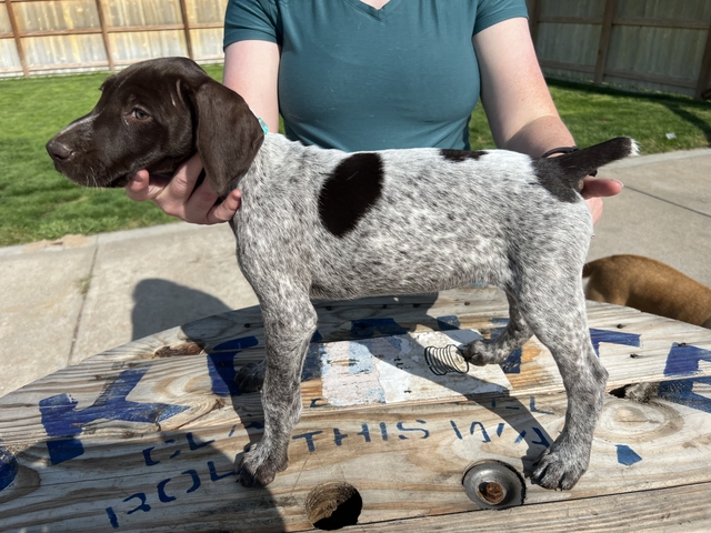 German Shorthair Pointer pup - Nex-Tech Classifieds