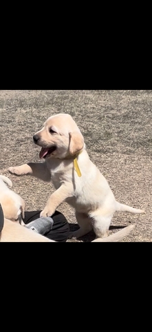 AKC UKC Pointing Labs - Nex-Tech Classifieds