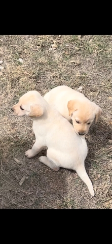 AKC UKC Pointing Labs - Nex-Tech Classifieds