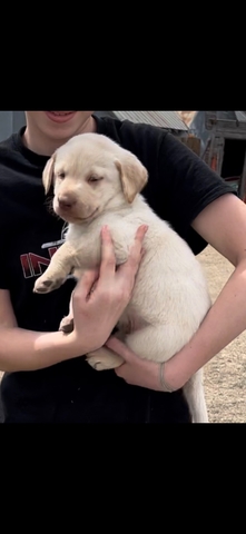 AKC UKC Pointing Labs - Nex-Tech Classifieds