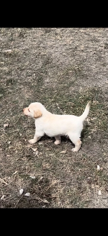 AKC UKC Pointing Labs - Nex-Tech Classifieds