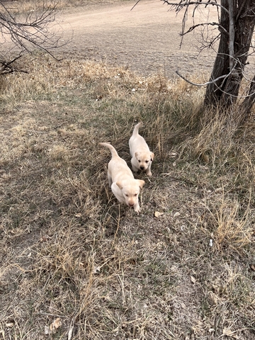 AKC UKC Pointing Labs - Nex-Tech Classifieds