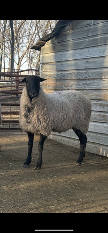 USMARC Romanov Ram - Nex-Tech Classifieds