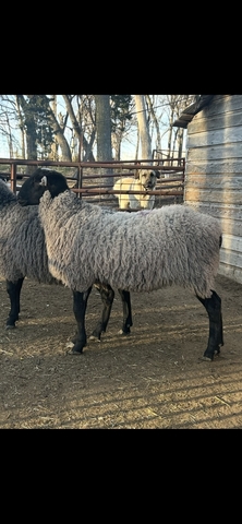 USMARC Romanov Ram - Nex-Tech Classifieds