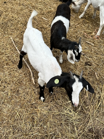 Goats - Nex-Tech Classifieds