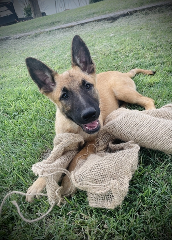Belgian Malinois X German Shepherd Puppies - Nex-Tech Classifieds